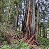 Big Tree via Karl Knapp and Cathedral Trees Loop, California - 668 ...
