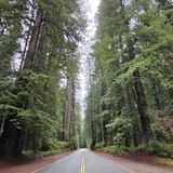 Big Tree via Karl Knapp and Cathedral Trees Loop, California - 668 ...