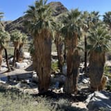 Palm Canyon Trail, California - 1,187 Reviews, Map | AllTrails
