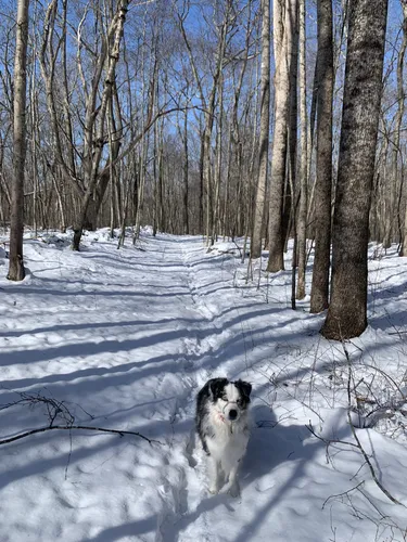 Best Hikes and Trails in Nehantic State Forest | AllTrails