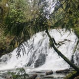 Alsea Falls and Green Peak Falls, Oregon - 1,048 Reviews, Map | AllTrails