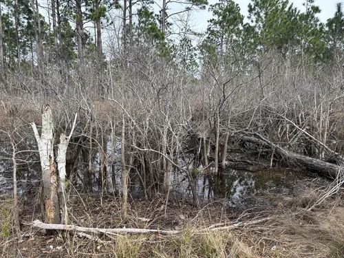 Best Hikes and Trails in Garcon Point Water Management Area | AllTrails