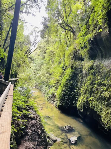 Best River Trails in Te Anga | AllTrails