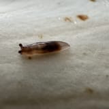 Stow Lake and Strawberry Hill Loop, California - 1,286 Reviews, Map ...