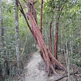 Khao Hang Nak Hill Nature Trail: 421 foto - Krabi, Thailandia | AllTrails