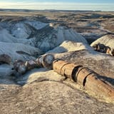 Crystal Forest Trail, Arizona - 1,595 Reviews, Map | AllTrails