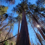 Ladybug Trail, California - 259 Reviews, Map | AllTrails