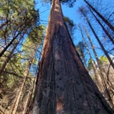 Ladybug Trail, California - 259 Reviews, Map | AllTrails