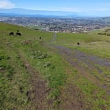 Mission Peak Loop from Stanford Avenue Staging Area, California - 7,947 ...