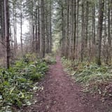 LBA Park Loop Trail, Washington - 1,279 Reviews, Map | AllTrails