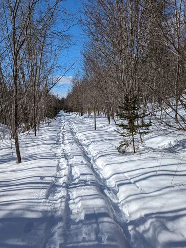 Best Forest Trails in Avondale | AllTrails