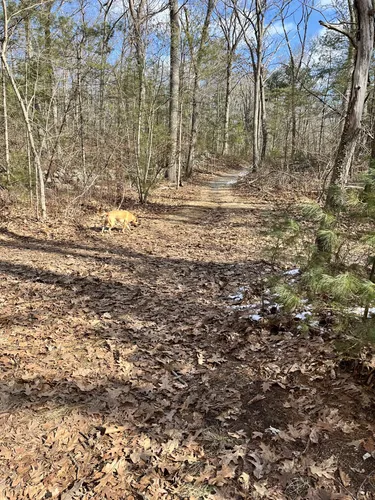 Best Hikes and Trails in Lockwood Forest | AllTrails