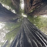 Tall Trees Grove Loop Trail, California - 2,136 Reviews, Map | AllTrails