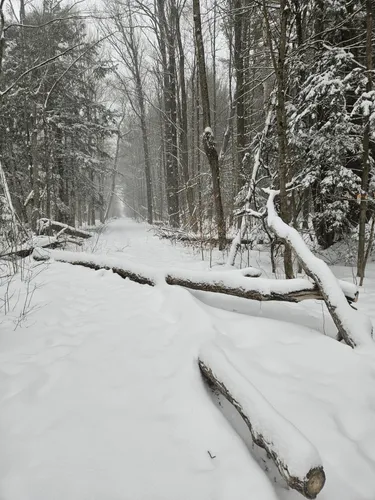 Best River Trails in Copeland Forest | AllTrails
