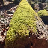 Fiery Gizzard Trail to Raven's Point, Tennessee - 1,139 Reviews, Map ...