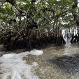 Wild Tamarind Trail, Florida - 230 Reviews, Map | AllTrails