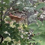 Mount Tom Tower Trail, Connecticut - 294 Reviews, Map | AllTrails