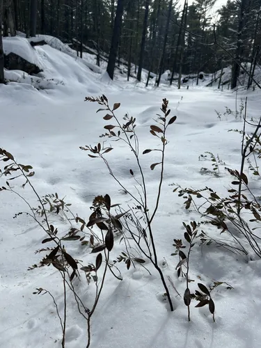 Best Hikes and Trails in Adams Nature Reserve | AllTrails