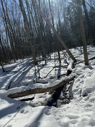 Best Hikes and Trails in Midland City Forest | AllTrails