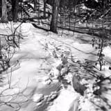 Giuffrida Park Loop, Connecticut - 1,627 Reviews, Map | AllTrails