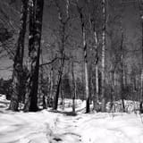 Giuffrida Park Loop, Connecticut - 1,627 Reviews, Map | AllTrails