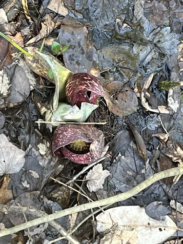 Best Hikes and Trails in Parvin State Park | AllTrails