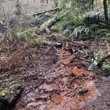 South Falls and Maple Ridge Loop, Oregon - 1,878 Reviews, Map | AllTrails
