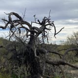 Sabino Walkway Loop, Arizona - 1,907 Reviews, Map | AllTrails