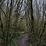 Tradition Lake Loop Trail, Washington - 1,571 Reviews, Map | AllTrails