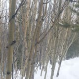 Ben Tyler Trail, Colorado - 595 Reviews, Map | AllTrails