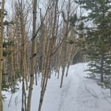 Ben Tyler Trail, Colorado - 595 Reviews, Map | AllTrails