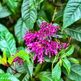 Stow Lake and Strawberry Hill Loop, California - 1,119 Reviews, Map ...