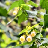 Stow Lake and Strawberry Hill Loop, California - 1,119 Reviews, Map ...