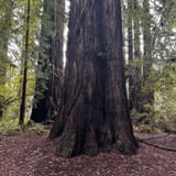 Tall Trees Grove Loop Trail, California - 2,136 Reviews, Map | AllTrails