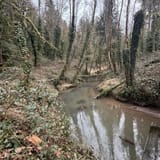Tryon Creek Triple Bridge Loop, Oregon - 1,441 Reviews, Map | AllTrails