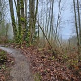 Japanese Gulch Loop Trail, Washington - 1,227 Reviews, Map | AllTrails