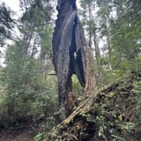 Cape Alava Trail, Washington - 556 Reviews, Map | AllTrails