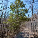 Edward's Point Trail, Tennessee - 2,449 Reviews, Map | AllTrails