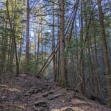 Fiery Gizzard Trail to Raven's Point, Tennessee - 1,165 Reviews, Map ...