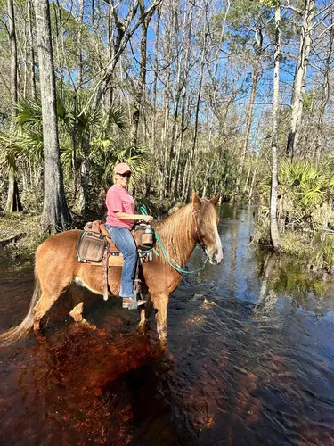 Best Forest Trails in Goethe State Forest | AllTrails