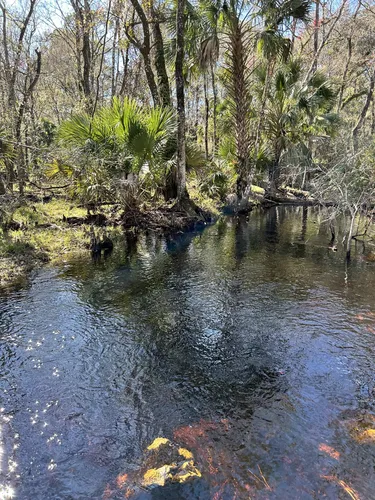 Best Forest Trails in Goethe State Forest | AllTrails