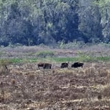 Bolen Bluff Trail, Florida - 891 Reviews, Map | AllTrails