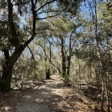 Cane Bayou Trail, Louisiana - 539 Reviews, Map | AllTrails