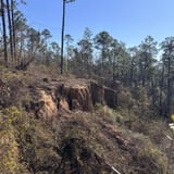 Torreya Trail, Florida - 438 Reviews, Map | AllTrails