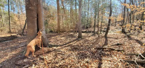 Best Hikes and Trails in Salem State Forest | AllTrails