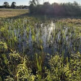 Brevard Zoo Linear Park Trail, Florida - 831 Reviews, Map | AllTrails