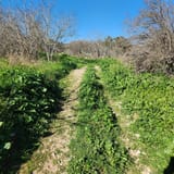 Cibolo Creek Main Trail, Texas - 667 Reviews, Map | AllTrails