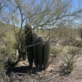 Gilbert Ray Campground Trail, Arizona - 162 Reviews, Map | AllTrails