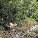 Lind Point Trail to Honeymoon Beach, Saint John, US Virgin Islands ...