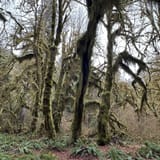 Hall of Mosses Trail, Washington - 5,234 Reviews, Map | AllTrails
